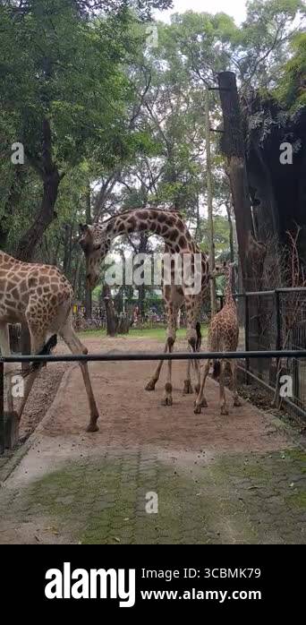 Giraffe inside zoo enclosure, standing near fence with visible tall ...