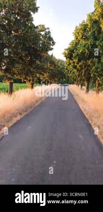 Avenue trees along road Stock Videos & Footage - HD and 4K Video Clips ...
