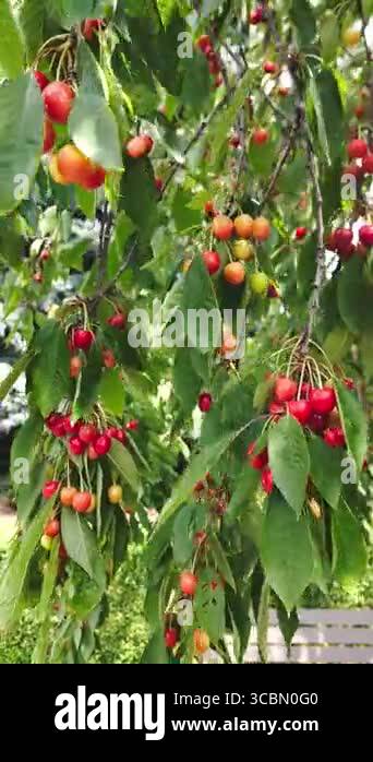 Bunches of ripe, glossy red cherries hang from the branches of a ...