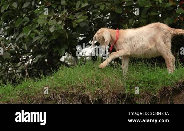 A goat kid with a red scarf grazing, slow motion sequence shot in a ...