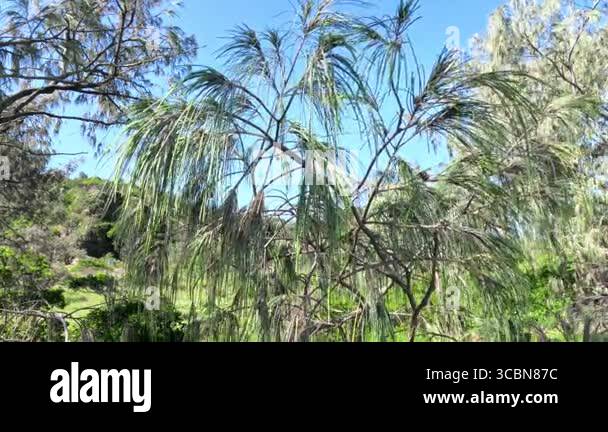 Trees swaying gently in the wind Stock Video Footage - Alamy