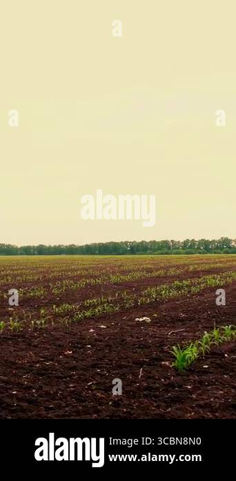 Corn field, Rows of young corn plants, seedlings on fertile, moist soil ...