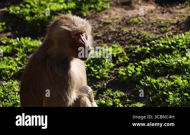 Hamadryas baboon sitting in the sun Stock Video Footage - Alamy