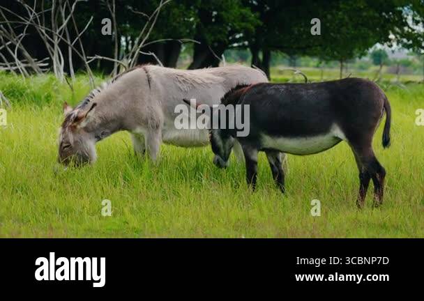 Pair of calm donkeys feeding on tall green grass in a rural field with ...