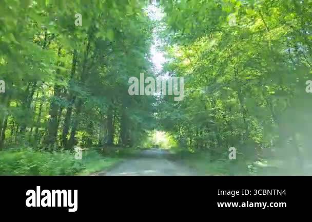 Sunlight filtering through dense forest canopy, casting mesmerizing ...