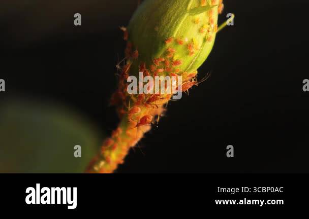 Large colony of aphids swarming on a flower petal. Macro footage shows ...