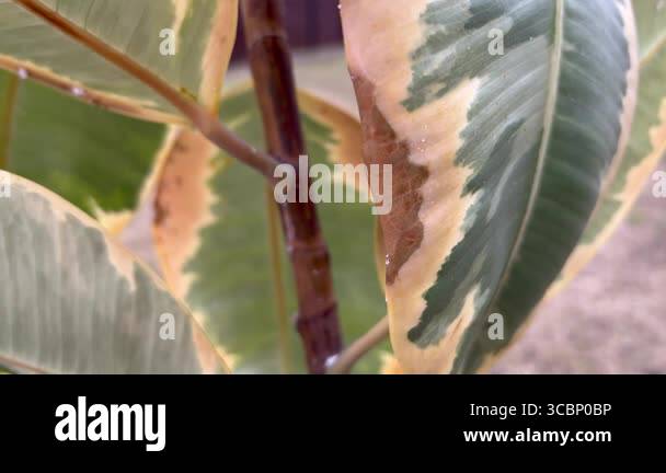 Close up shot of infected rubber plant Ficus elastica with brown spots ...