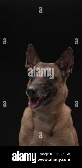 Belgian Malinois jumps up to catch flying treat during outdoor training ...