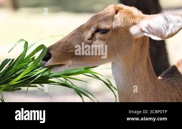 Antelope eating grass at Chonburi zoo enclosure Stock Video Footage - Alamy