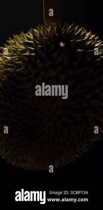 Vertical video. Durian Hanging from Stem and Rotating in Darkness with ...