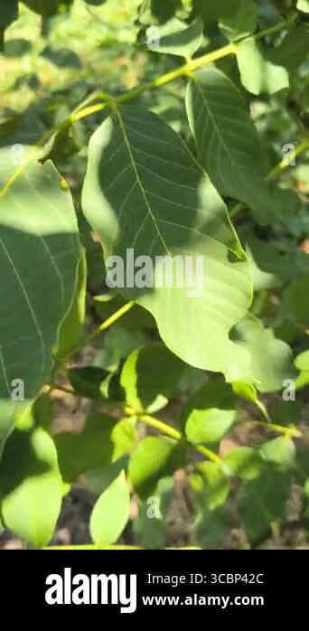 Jglans region. 4k footage of guavas hanging on the tree's branch ...
