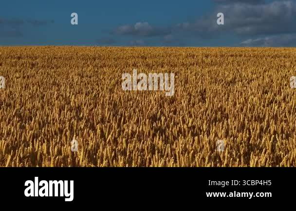 Wheat waving under summer sky. Rye swaying on golden farmland. Barley ...