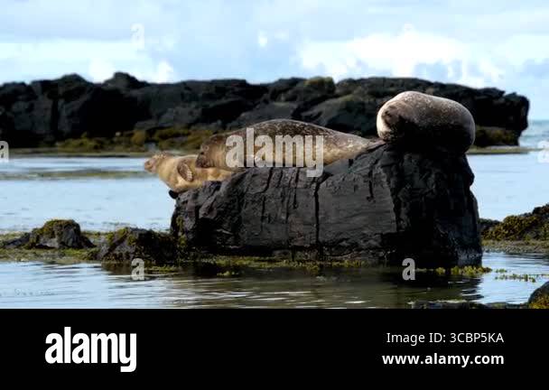 Harbor seals, resting on a rock at Ytri Tunga Beach, Snaefellsnes ...