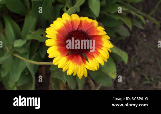 Close-up of a blanket flower (Gaillardia grandiflora) blossom, blooms ...
