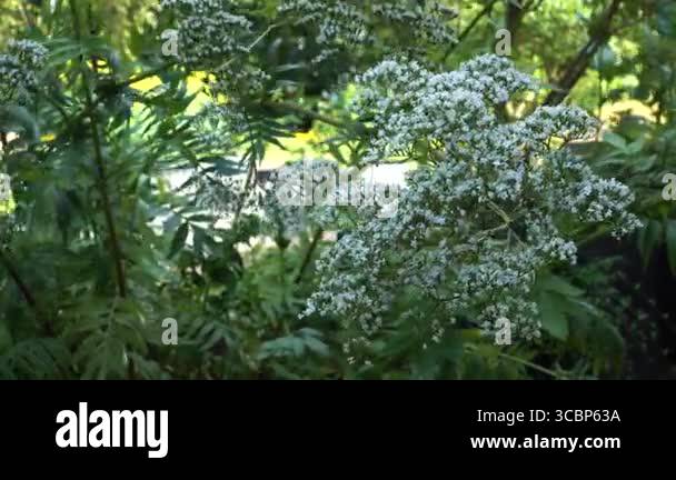 Valerian plant (Valeriana officinalis) displays airy white flower ...