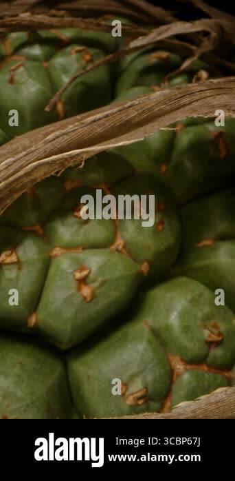 Vertical video. Macro Slider Shot of Green Pandanus Fruit Surface With ...