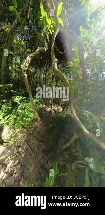 Vertical video. Twisted Tree Vines Arching Over Forest Trail in Dense ...