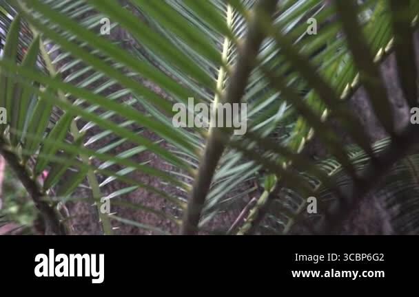 Slow motion of green leaves of Cupressaceous tree of the cypress family ...