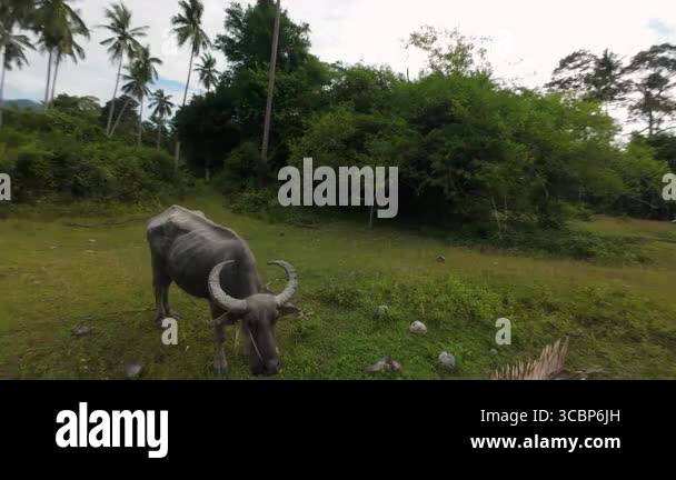 Drone circles a large gray buffalo standing on grassy clearing among ...