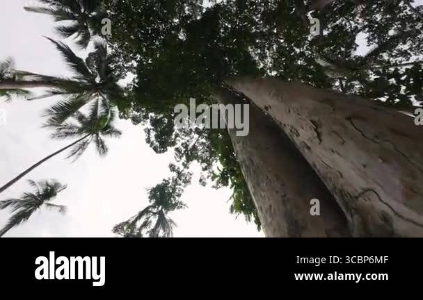 Ascending the tall tree trunk toward its high branches and leaves with ...