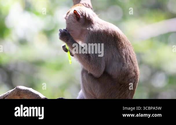 Monkey eating straw at Chonburi zoo Stock Video Footage - Alamy