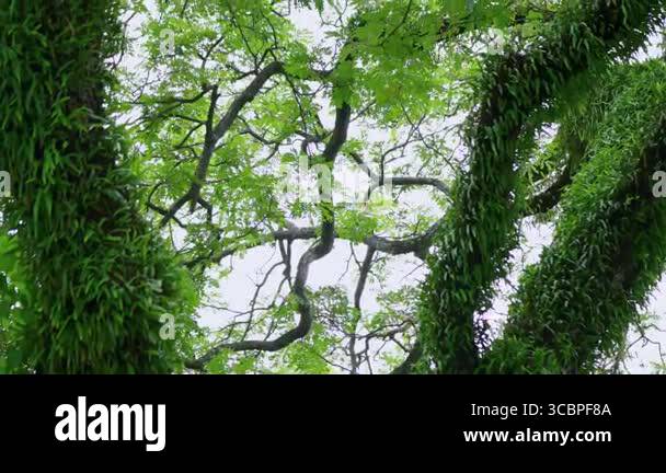 Tall tamarind trees Stock Videos & Footage - HD and 4K Video Clips - Alamy