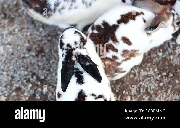 Spotted rabbits resting on gravel surface Stock Video Footage - Alamy