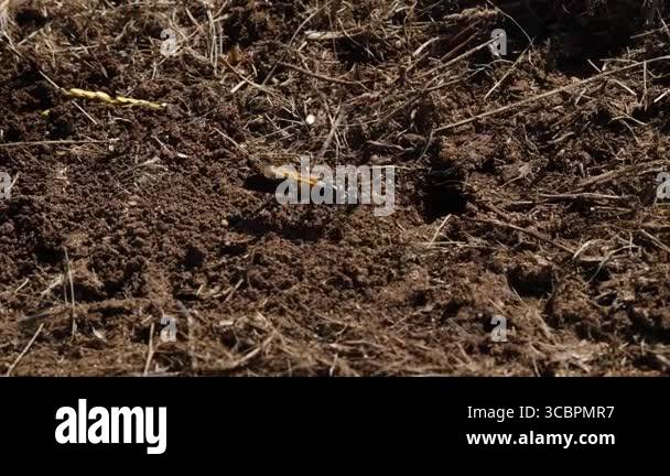 Wasps flying and crawling around a nest entrance Stock Video Footage ...