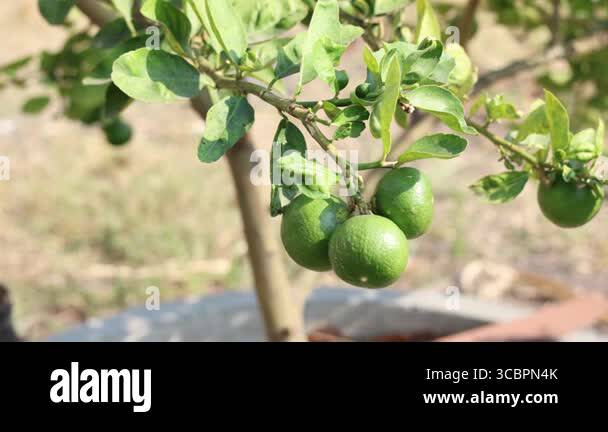 Limes growing on a tree Stock Videos & Footage - HD and 4K Video Clips ...