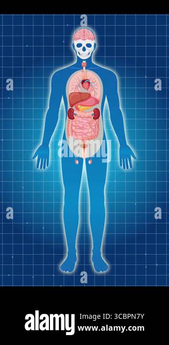 Scientific illustration human body Stock Videos & Footage - HD and 4K ...