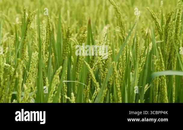 Close up shot of green rice plant with grains almost ripe, northeast ...