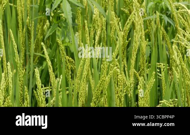Close up shot of green rice plant with grains almost ripe, northeast ...