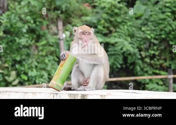 Monkey holding a snack in Krabi, Thailand Stock Video Footage - Alamy