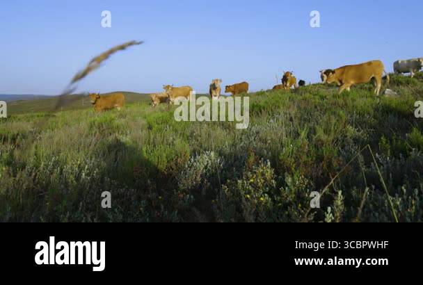 A herd of cows are grazing in a field. The cows are brown and are ...