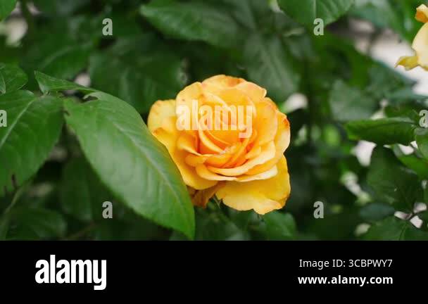 Smooth camera movement near a growing orange rose, close-up. High ...