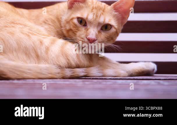 European orange cat resting on a wooden bench Stock Video Footage - Alamy