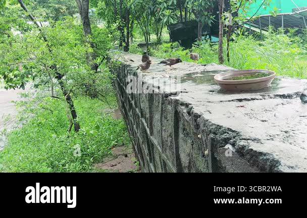 a mynah bird (Acridotheres tristis), jungle babbler, and sparrows ...