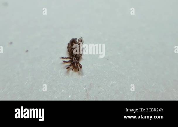 Extreme macro closeup of two lice appearing to fight, captured in sharp ...