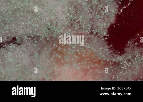Mucor, head mold with white mushroom threads on jam under the ...