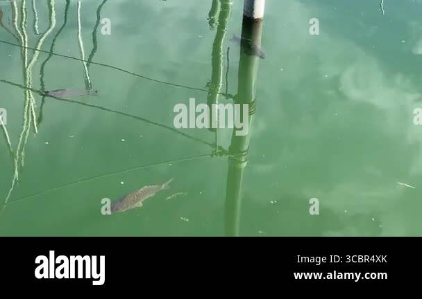 Fish swimming slowly under calm green harbor water with reflections of ...