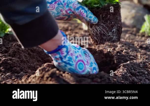 Measuring flowers in flower Stock Videos & Footage - HD and 4K Video ...