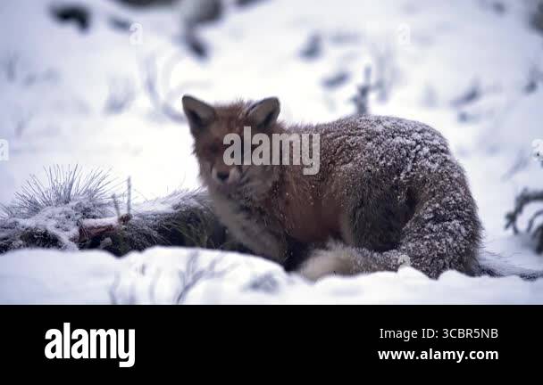 A fox, Vulpes vulpes, eats a dead wild boar on a cold winter morning ...