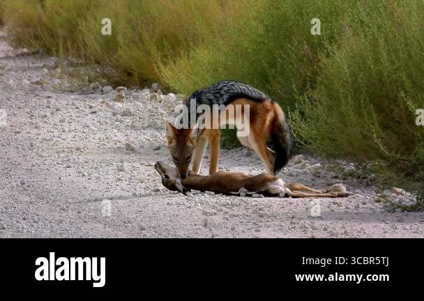 Black backed jackal killing a antelope prey in Kgalagadi transfrontier ...