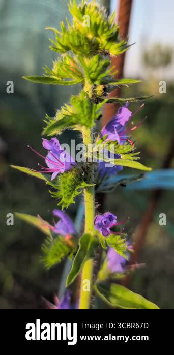A closeup image of a vibrant purple flower highlighting its unique and ...
