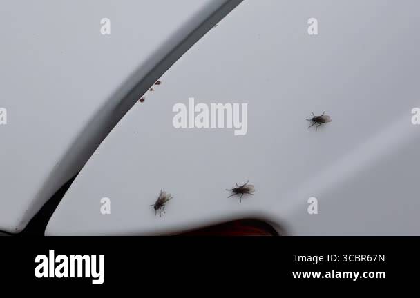 A closeup of various insects on a clean white surface, showcasing ...