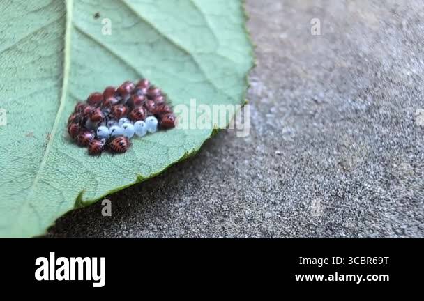 Insect eggs nestled comfortably on a leaf, showcasing their stunning ...