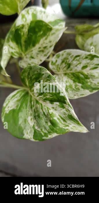 Golden pothos, with heart-shaped variegated leaves, is a popular indoor ...