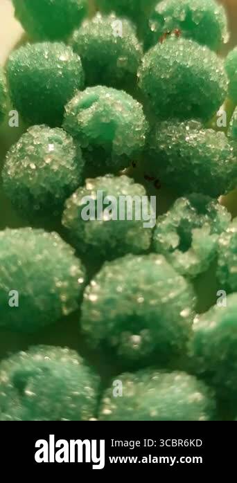 Herbal candy made from eucalyptus leaves offers a refreshing minty ...
