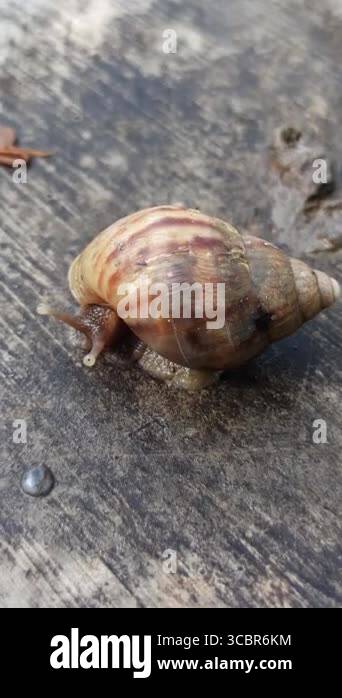 A tiny, adorable snail with a shiny shell slowly crawls on a fresh green leaf, showcasing ...