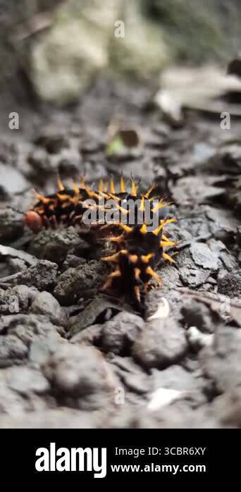 A black caterpillar covered in sharp yellow spines crawls slowly on a ...